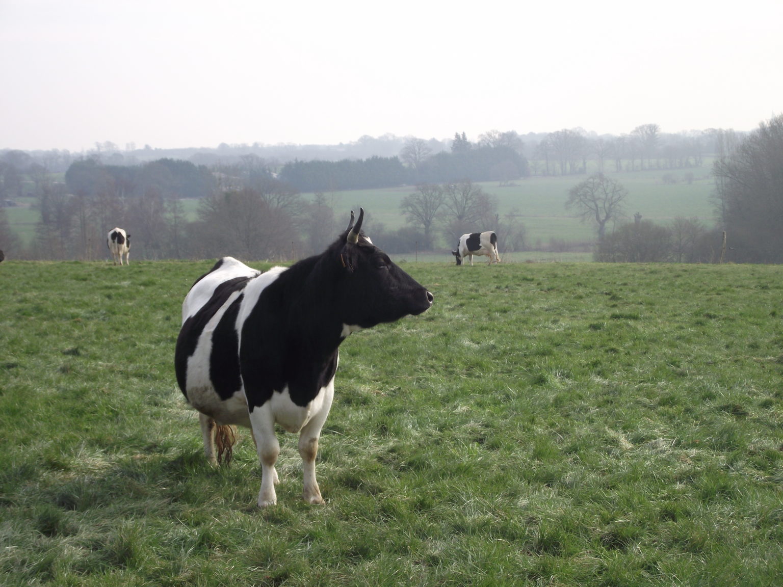 Bretonne Pie Noir – La vache au naturel